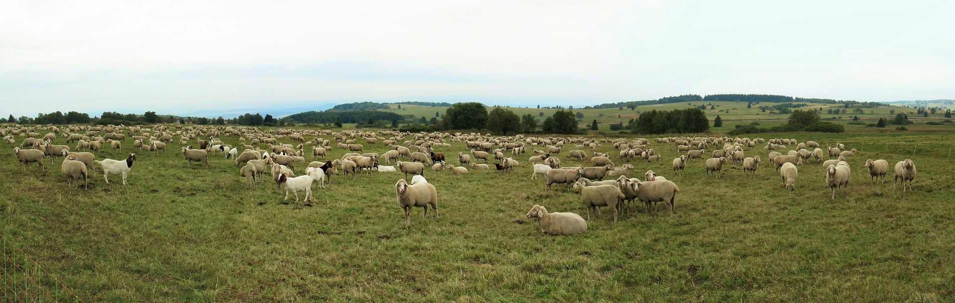 Small Ruminant | Williamson County