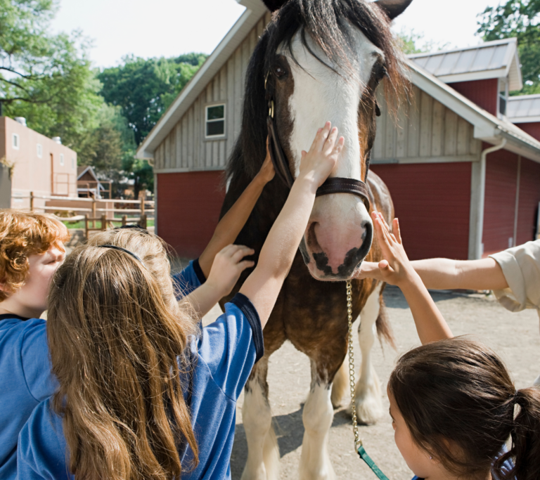 4-H Youth Education & Opportunities | Williamson County