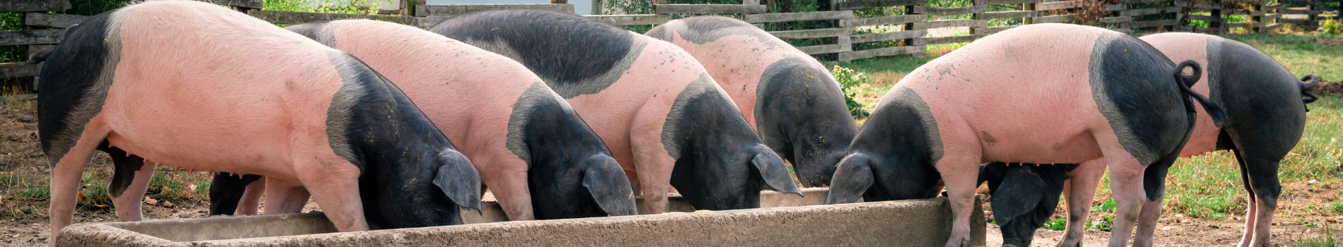 Swine | Williamson County