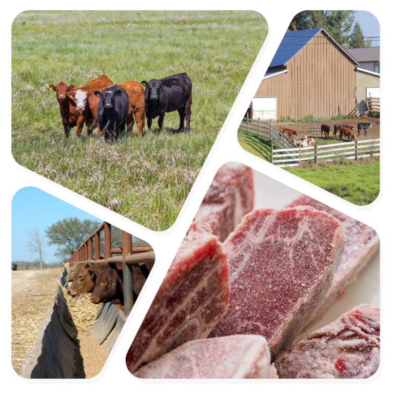 Raising Freezer Beef | Williamson County